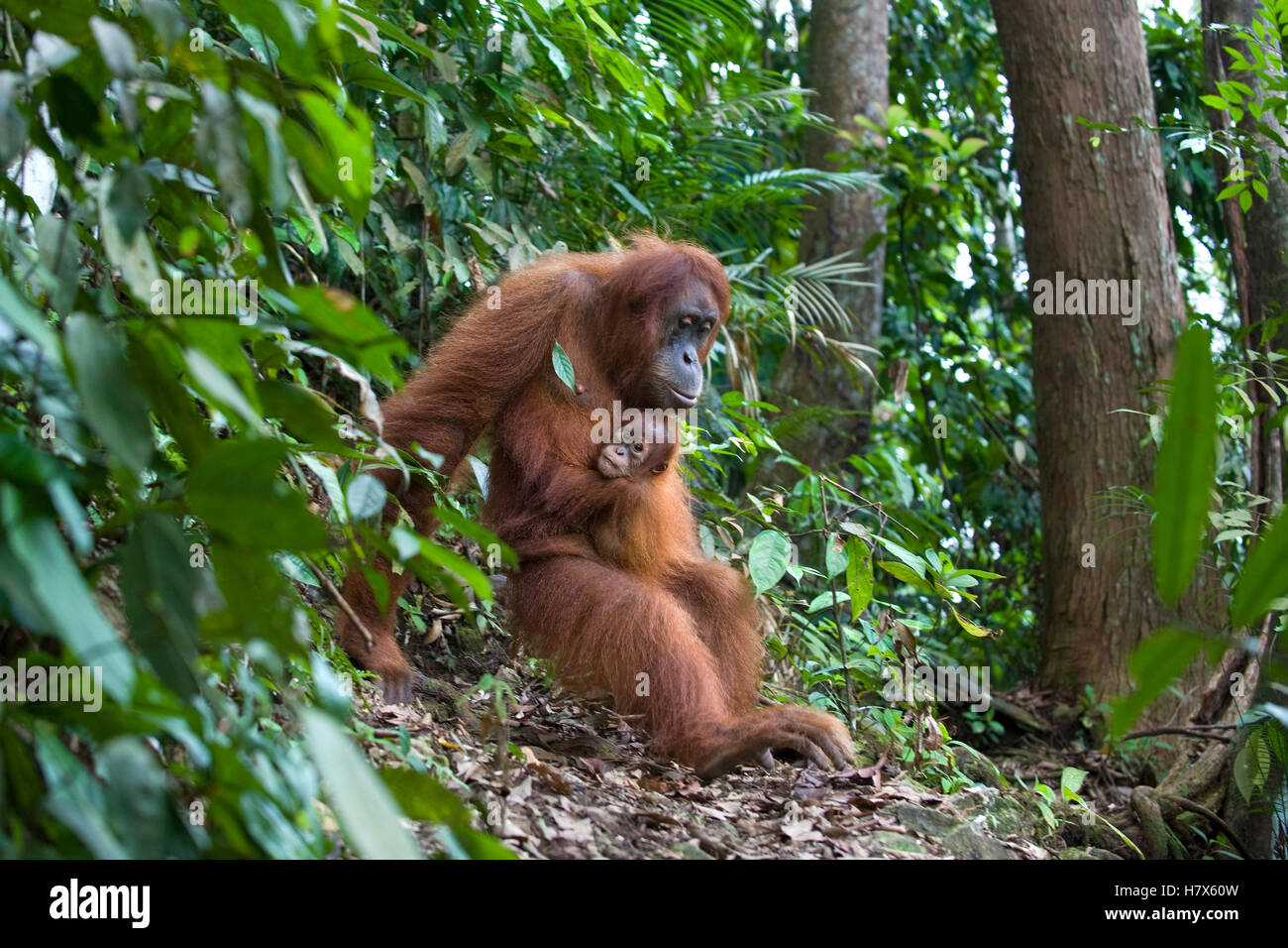 Sumatran Orangutan (Pongo abelii) mother and one and a half year old ...