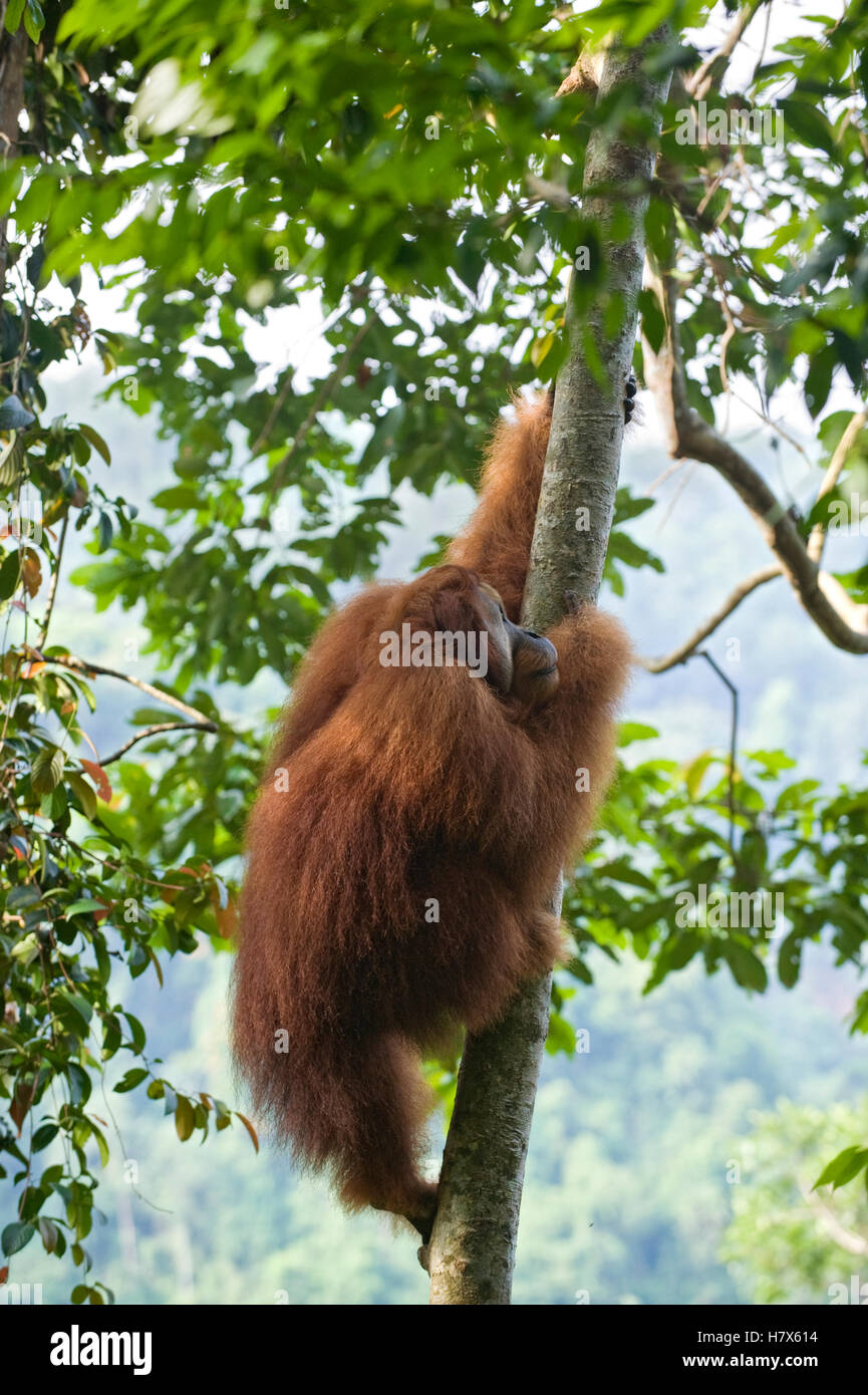 Sumatran Orangutan (Pongo abelii) dominant male climbing tree, Gunung ...