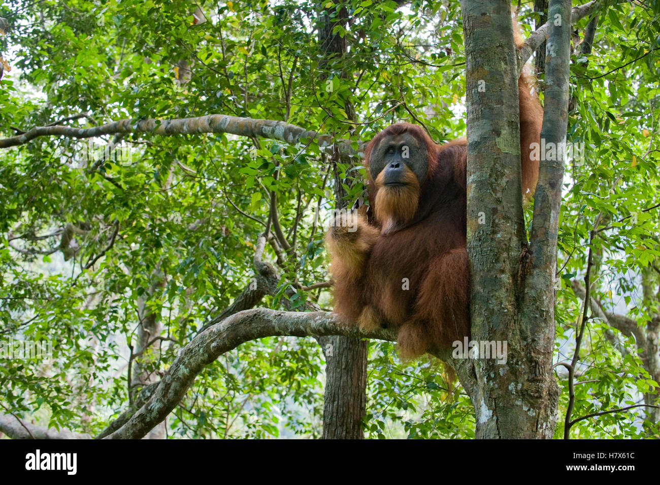 Sumatran Orangutan (Pongo abelii) dominant male in tree, Gunung Leuser ...