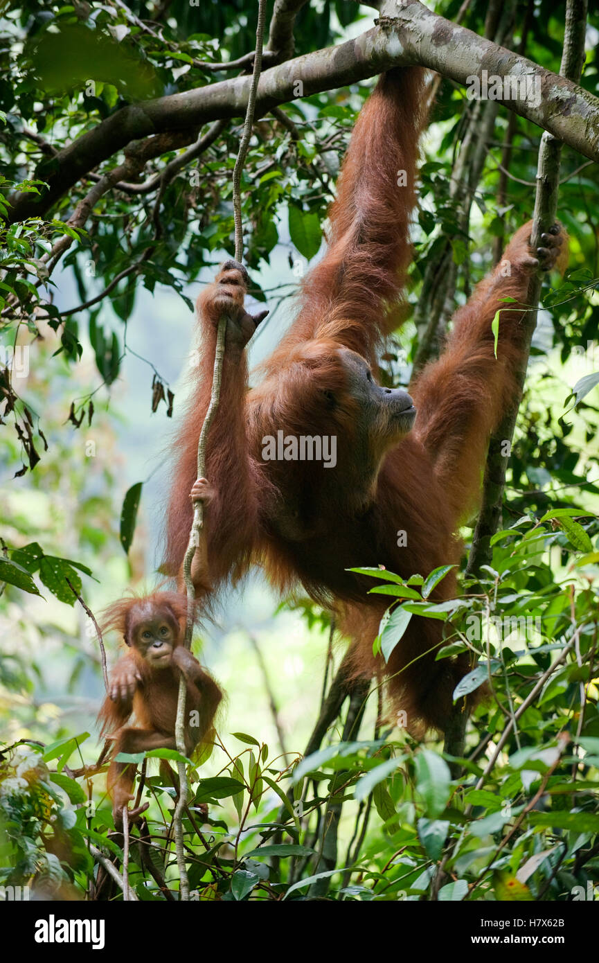 Sumatran Orangutan (Pongo abelii) mother and two month old baby in tree ...