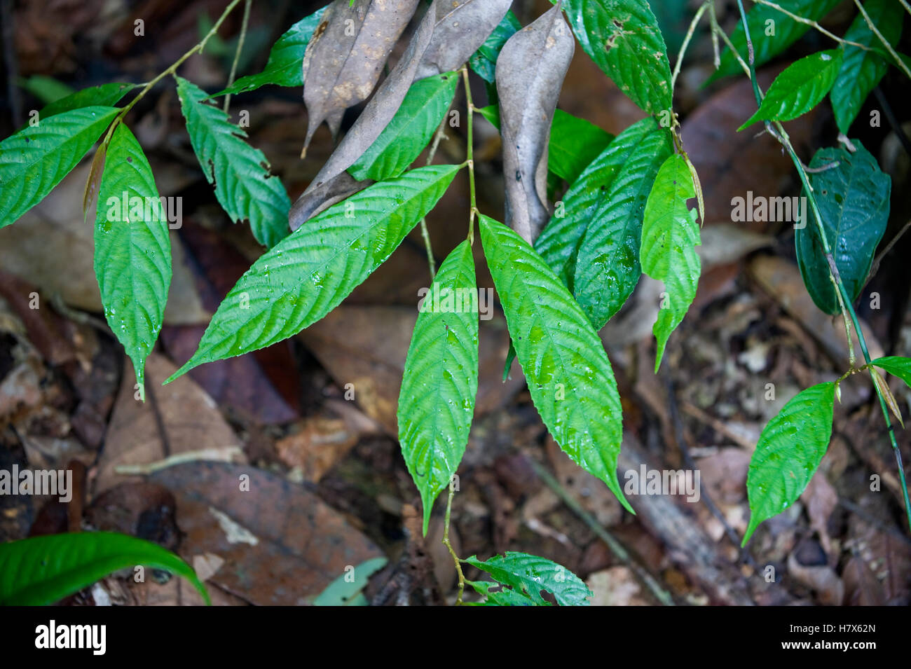 Sumatran Orangutan (Pongo abelii) food, these leaves, are often eaten ...