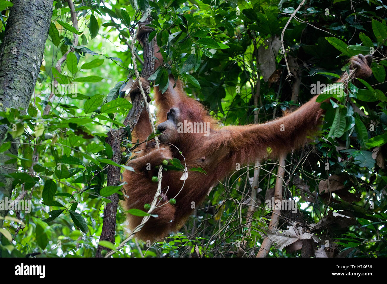 Sumatran Orangutan (Pongo abelii) female eating wild fruit, Gunung ...