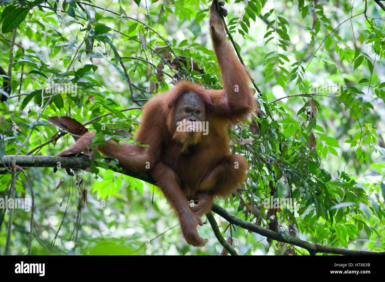Sumatran Orangutan (Pongo abelii) male in tree, Gunung Leuser National ...