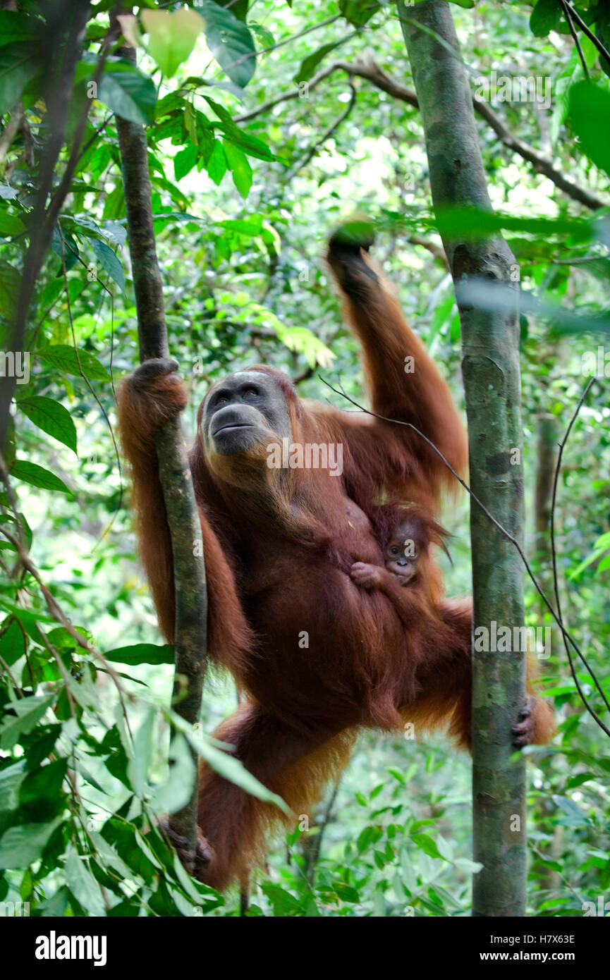 Sumatran Orangutan (Pongo abelii) mother and nine month old baby ...