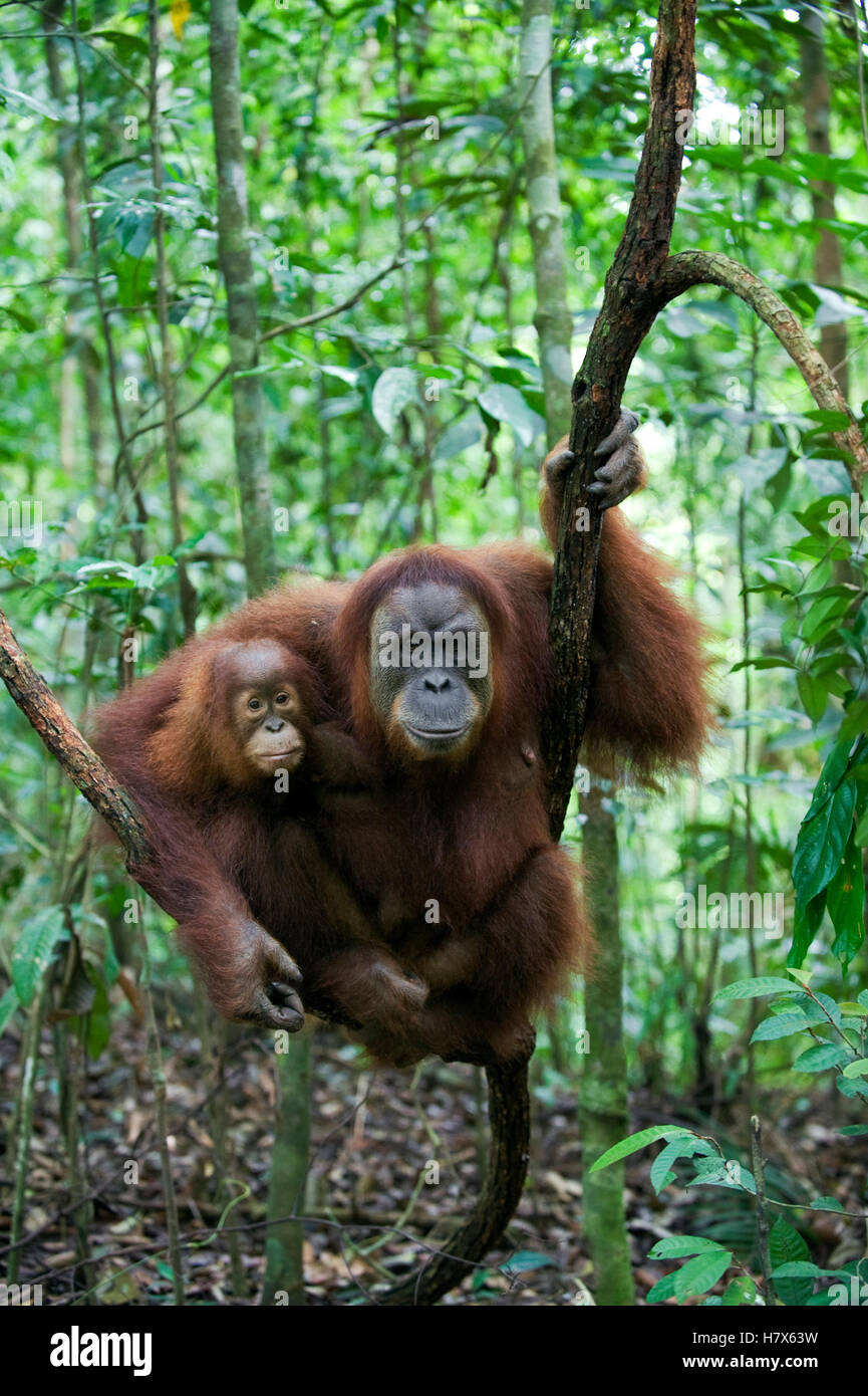 Sumatran Orangutan (Pongo abelii) mother and two and a half year old ...