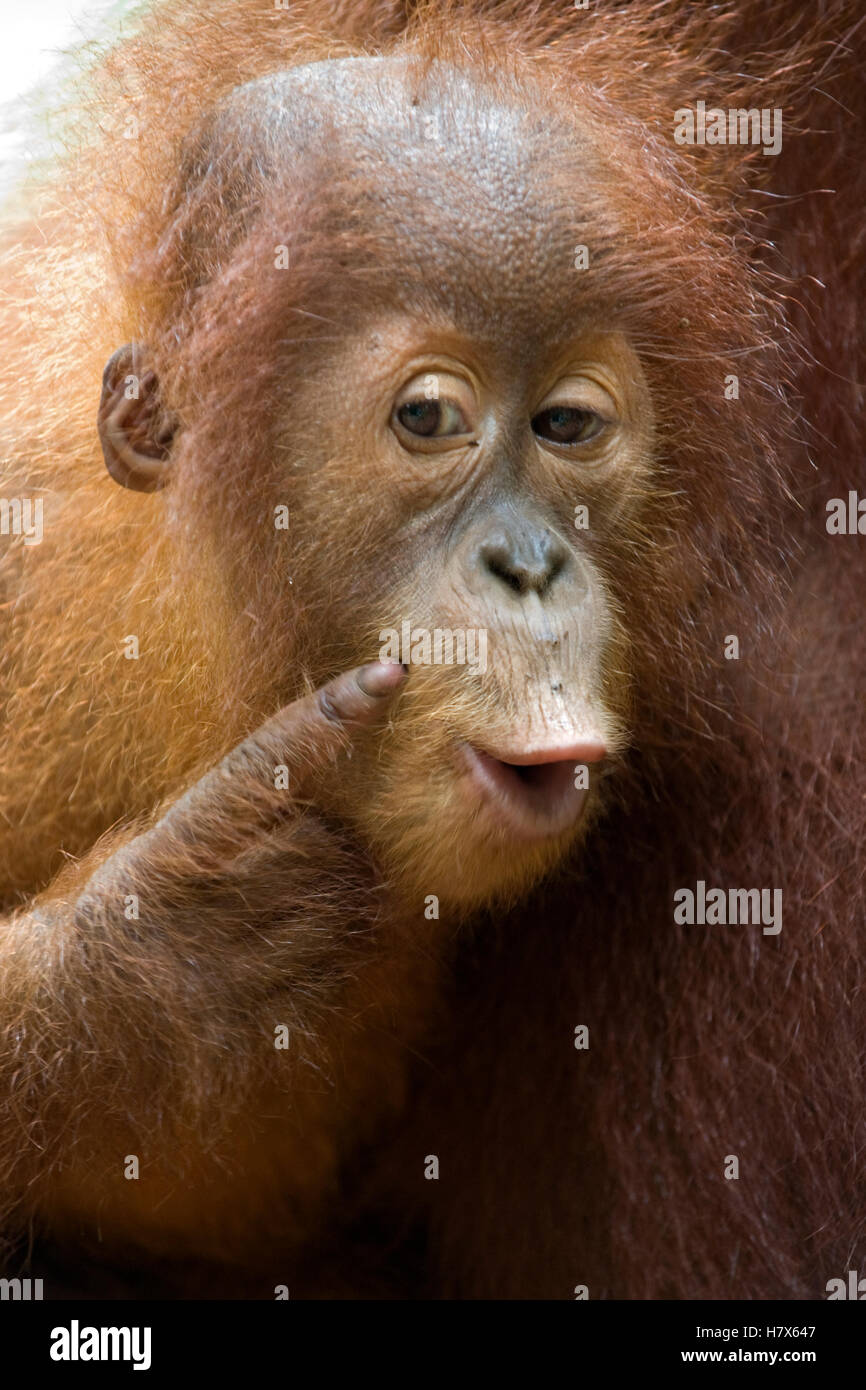 Sumatran Orangutan (Pongo abelii) two and a half year old baby calling ...