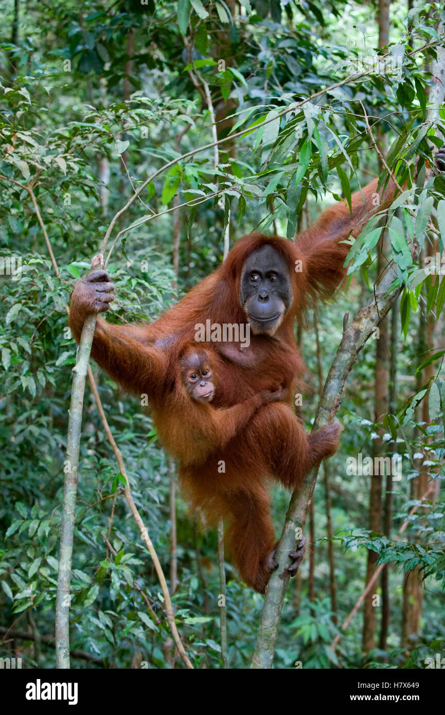 Sumatran Orangutan (Pongo abelii) mother and one and a half year old ...