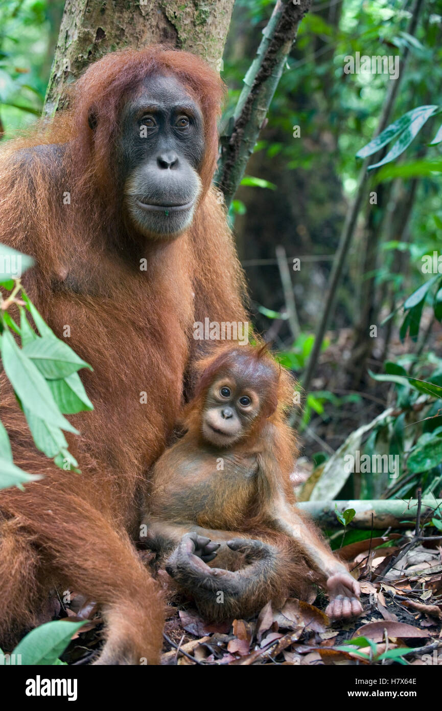 Sumatran Orangutan (Pongo abelii) mother and one and a half year old ...