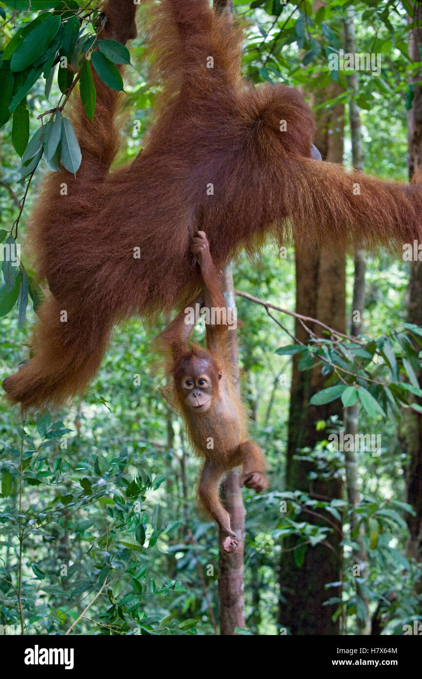 Sumatran Orangutan (Pongo abelii) playful one and a half year old baby ...