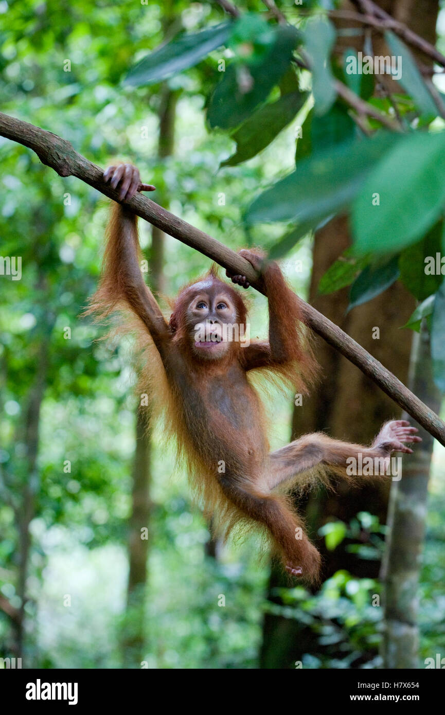Sumatran Orangutan (Pongo abelii) one and a half year old baby hanging ...