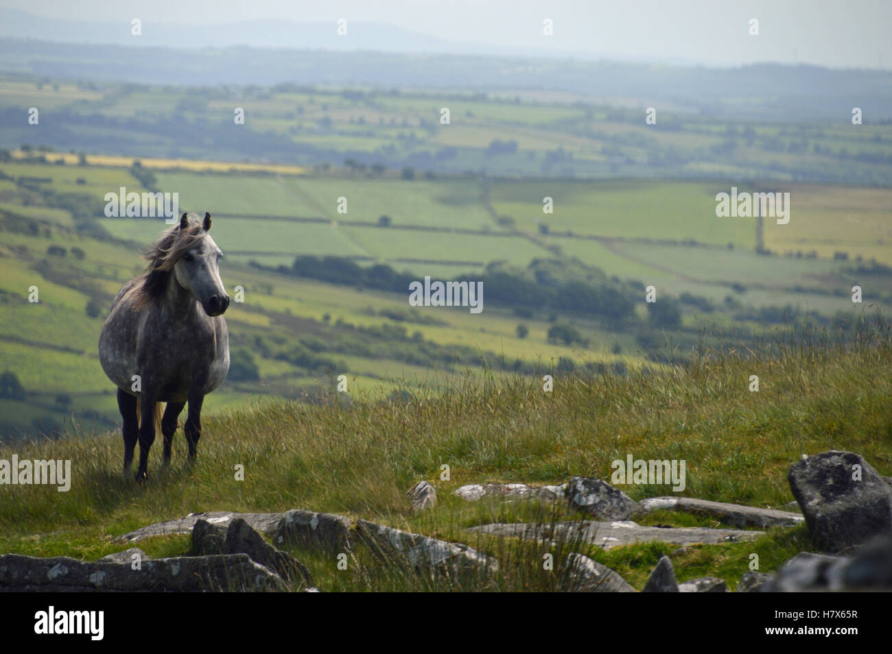 Wild pony in the Preseli Mountains, Pembrokeshire, Wales Stock Photo ...