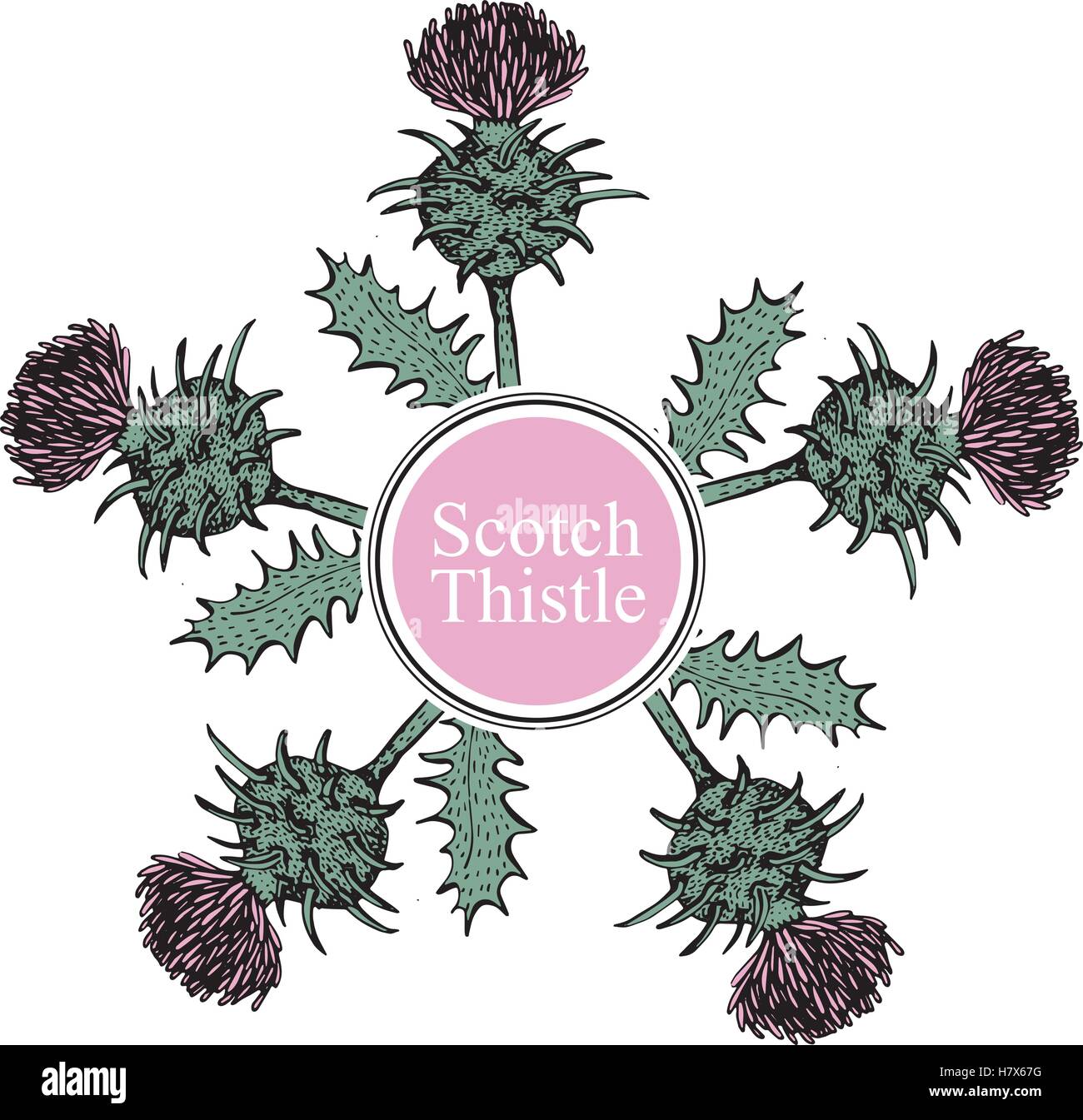 Scotch Thistle. Vector plant on white background Stock Vector Image ...