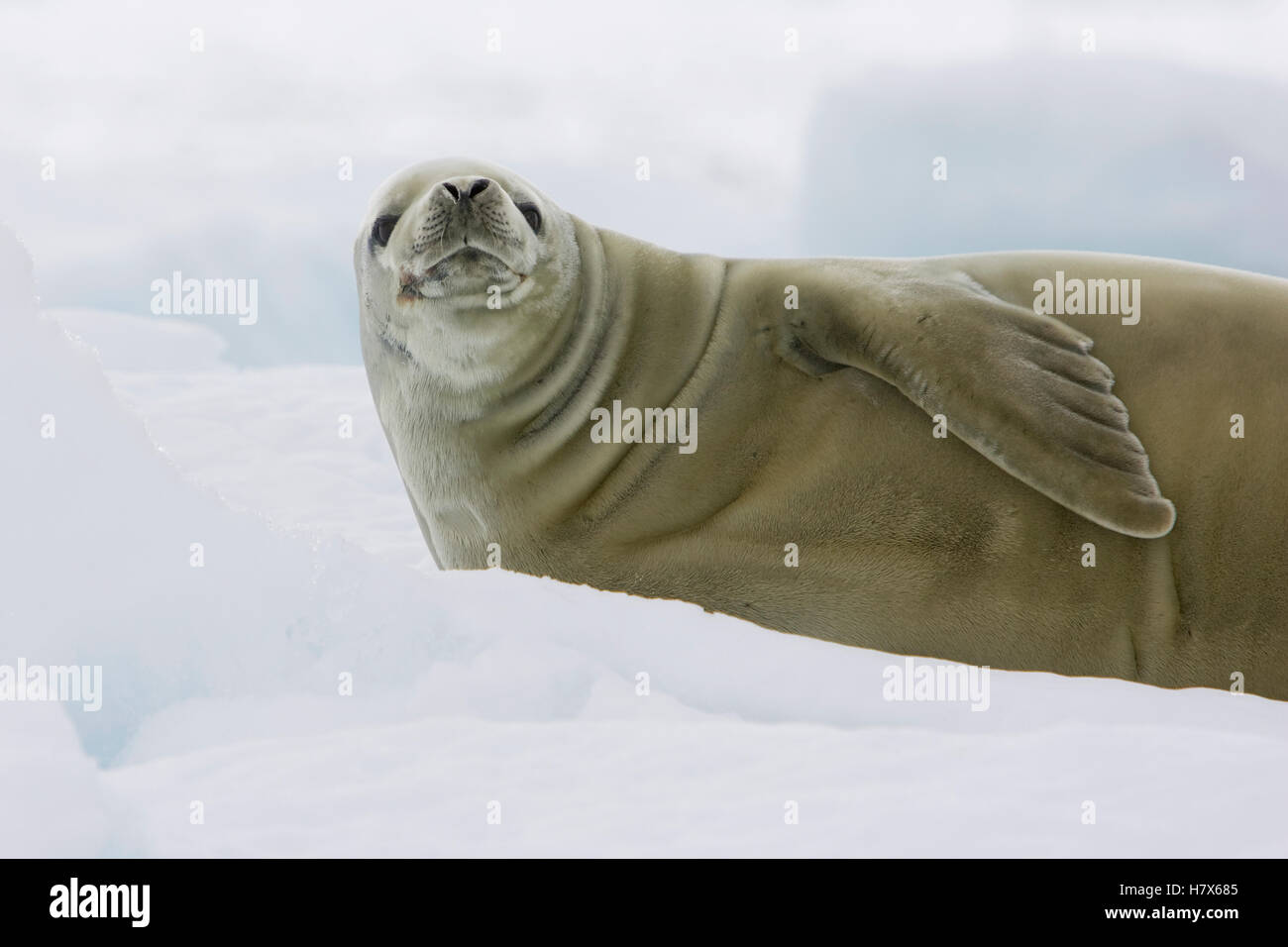Crabeater Seal (Lobodon carcinophagus) on iceberg, Neko Harbor ...
