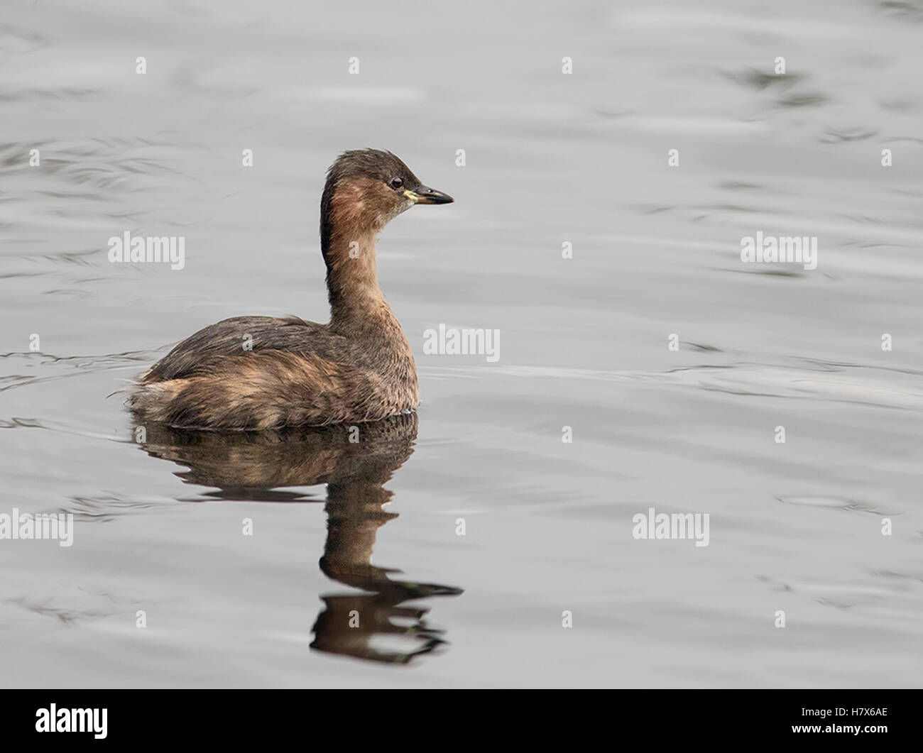 Grebe family hi-res stock photography and images - Alamy