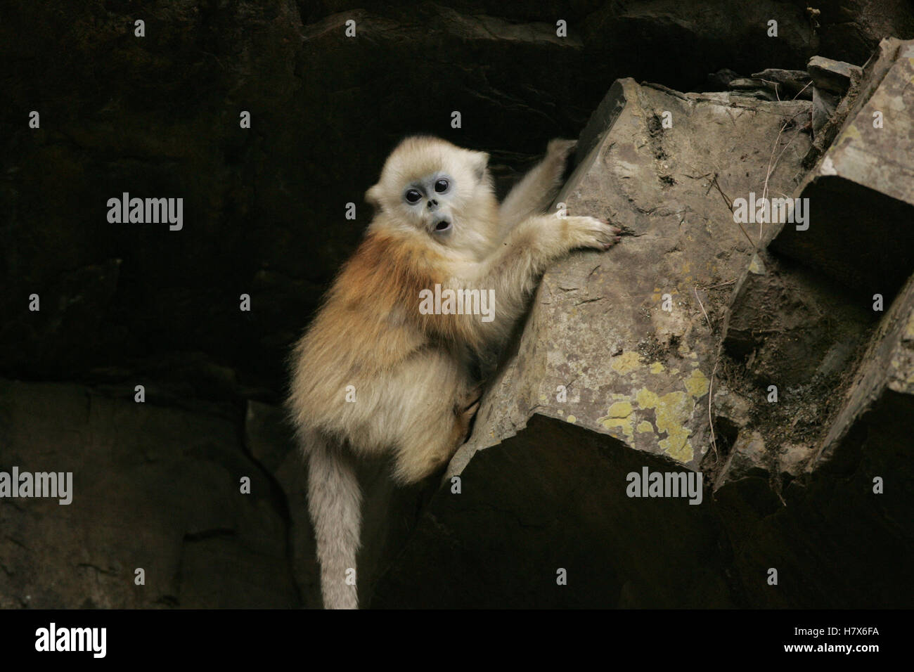 Golden Snub-nosed Monkey (Rhinopithecus roxellana) baby playing ...