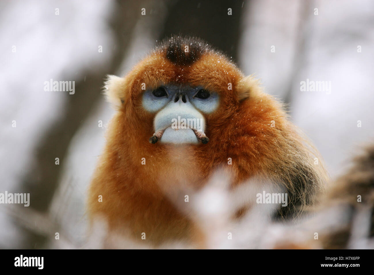 Golden Snub-nosed Monkey (Rhinopithecus roxellana) male, Qinling ...