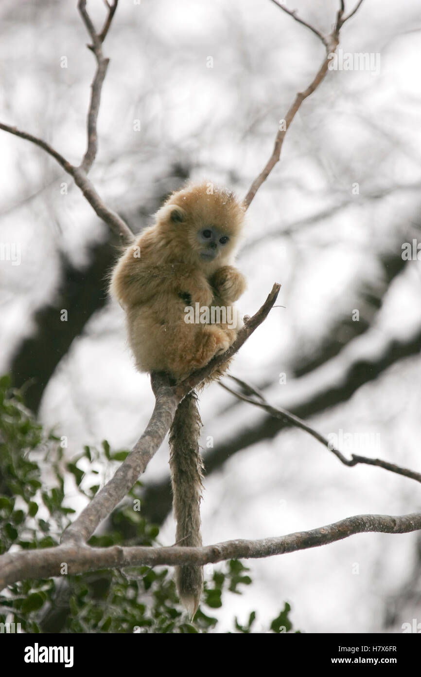 Golden Snub-nosed Monkey (Rhinopithecus roxellana) baby sitting on a ...