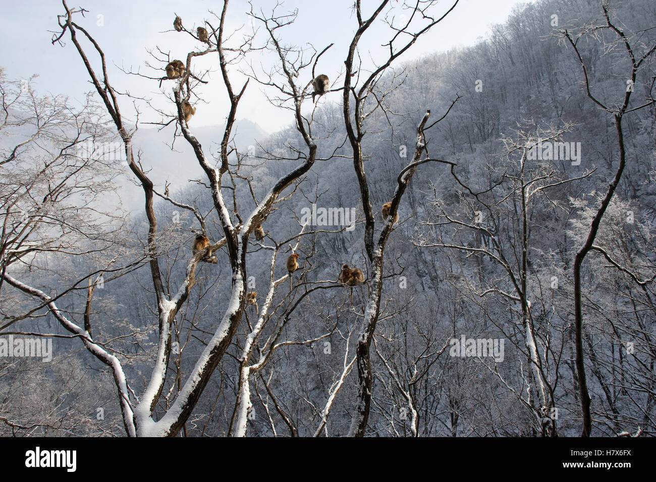 Golden Snub-nosed Monkey (Rhinopithecus roxellana) group in trees ...