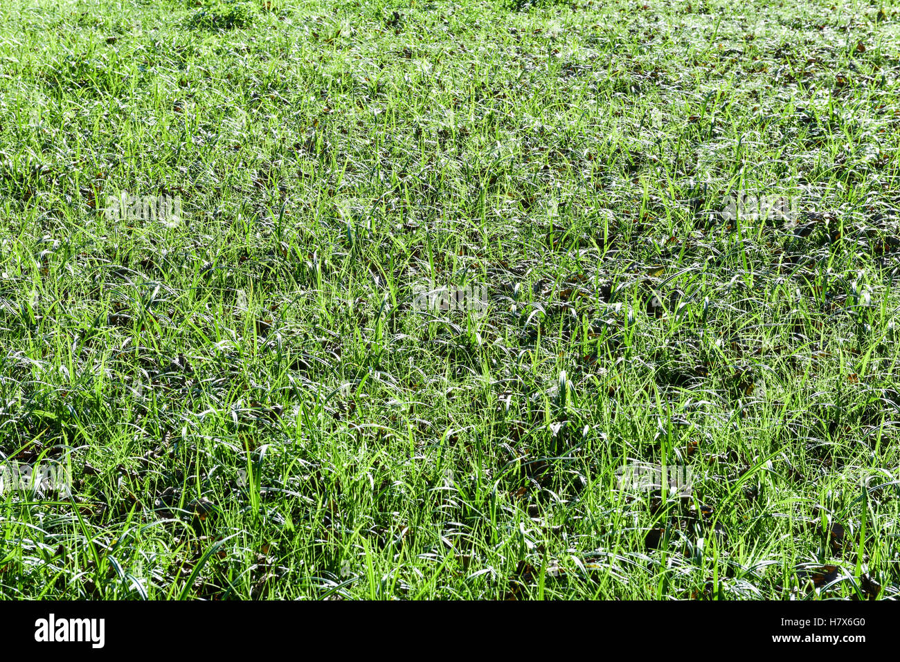 Green grass texture from a field Stock Photo - Alamy