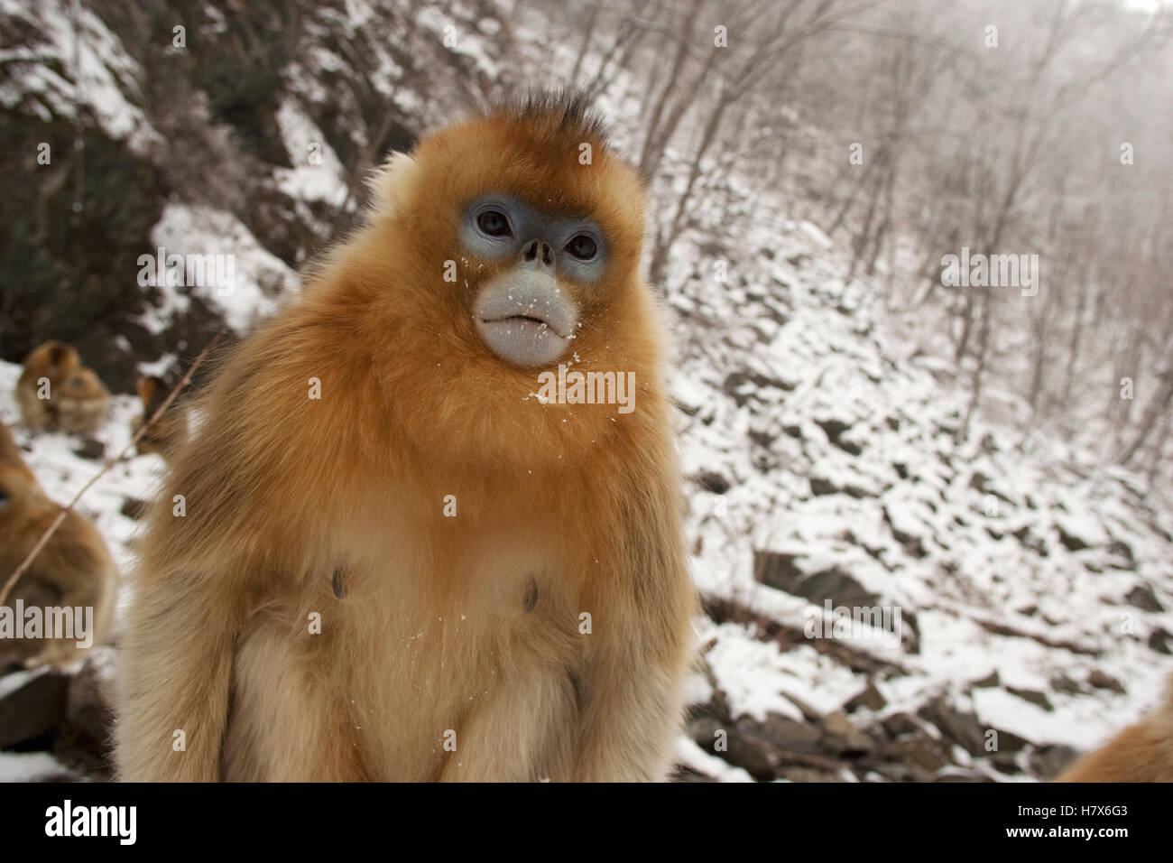 Golden Snub-nosed Monkey (Rhinopithecus roxellana) female, Qinling ...