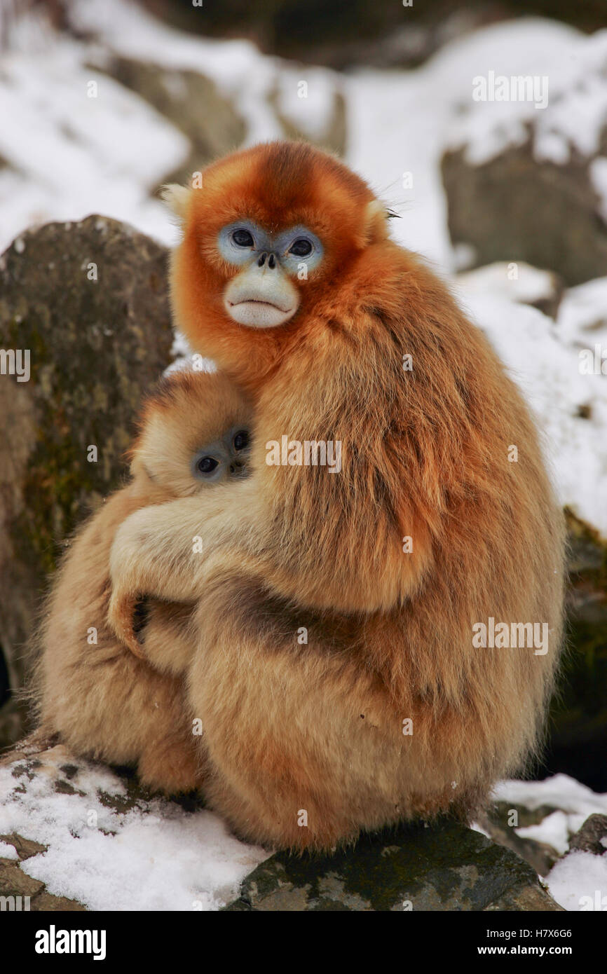 Golden Snub-nosed Monkey (Rhinopithecus roxellana) mother holding baby ...