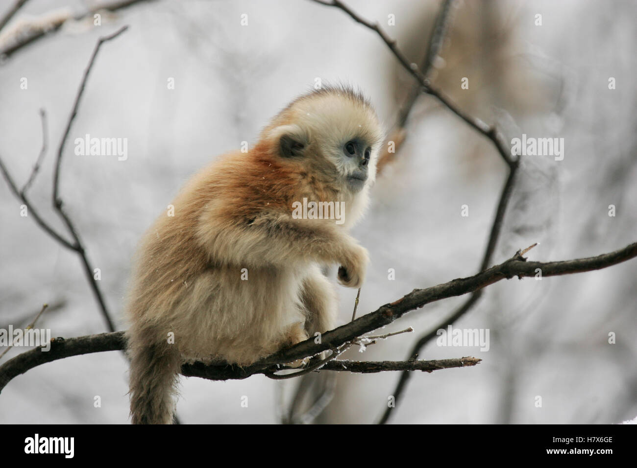 Golden Snub-nosed Monkey (Rhinopithecus roxellana) baby, Qinling ...