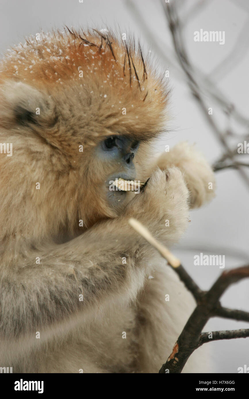 Golden Snub-nosed Monkey (Rhinopithecus roxellana) baby nibbling bark ...