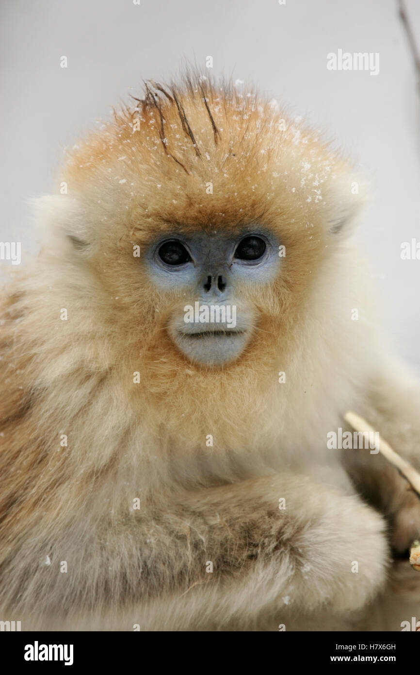 Golden Snub-nosed Monkey (Rhinopithecus roxellana) baby, Qinling ...