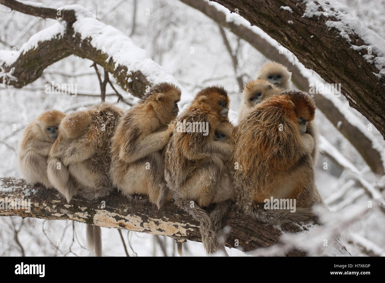 Golden Snub-nosed Monkey (Rhinopithecus roxellana) group gathering on a ...