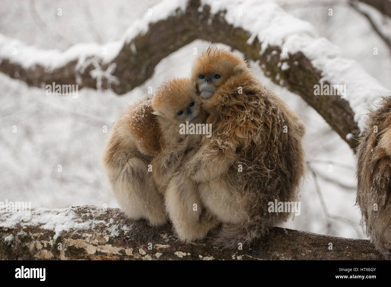 Golden Snub-nosed Monkey (Rhinopithecus roxellana) group gathering on a ...