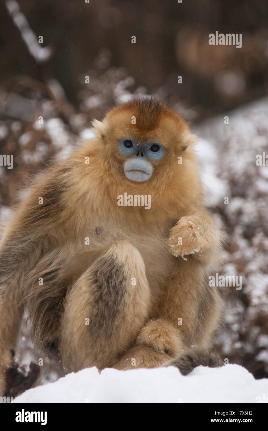 Golden Snub-nosed Monkey (Rhinopithecus roxellana) female on the snow ...