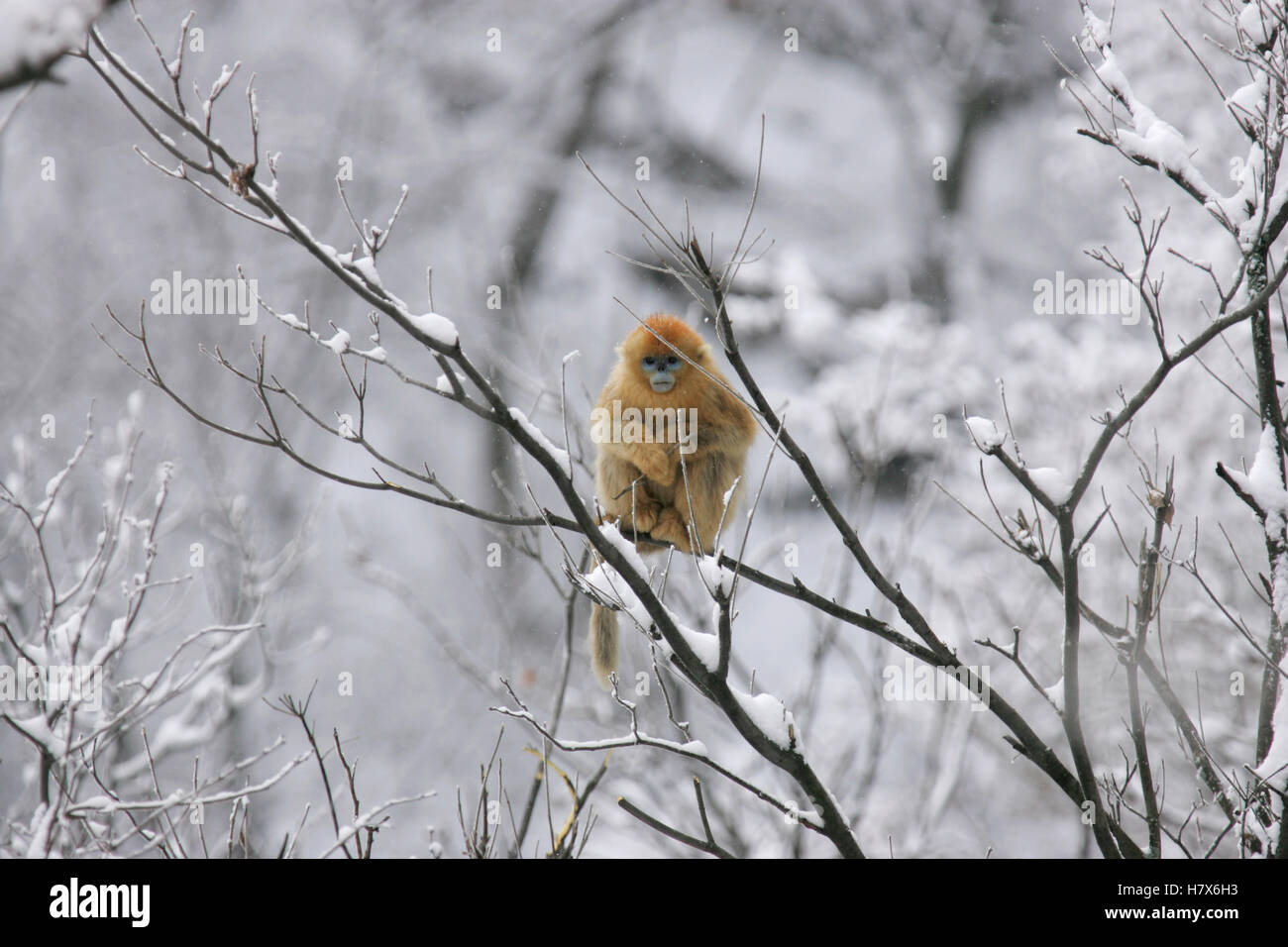 Golden Snub-nosed Monkey (Rhinopithecus roxellana) baby in trees ...