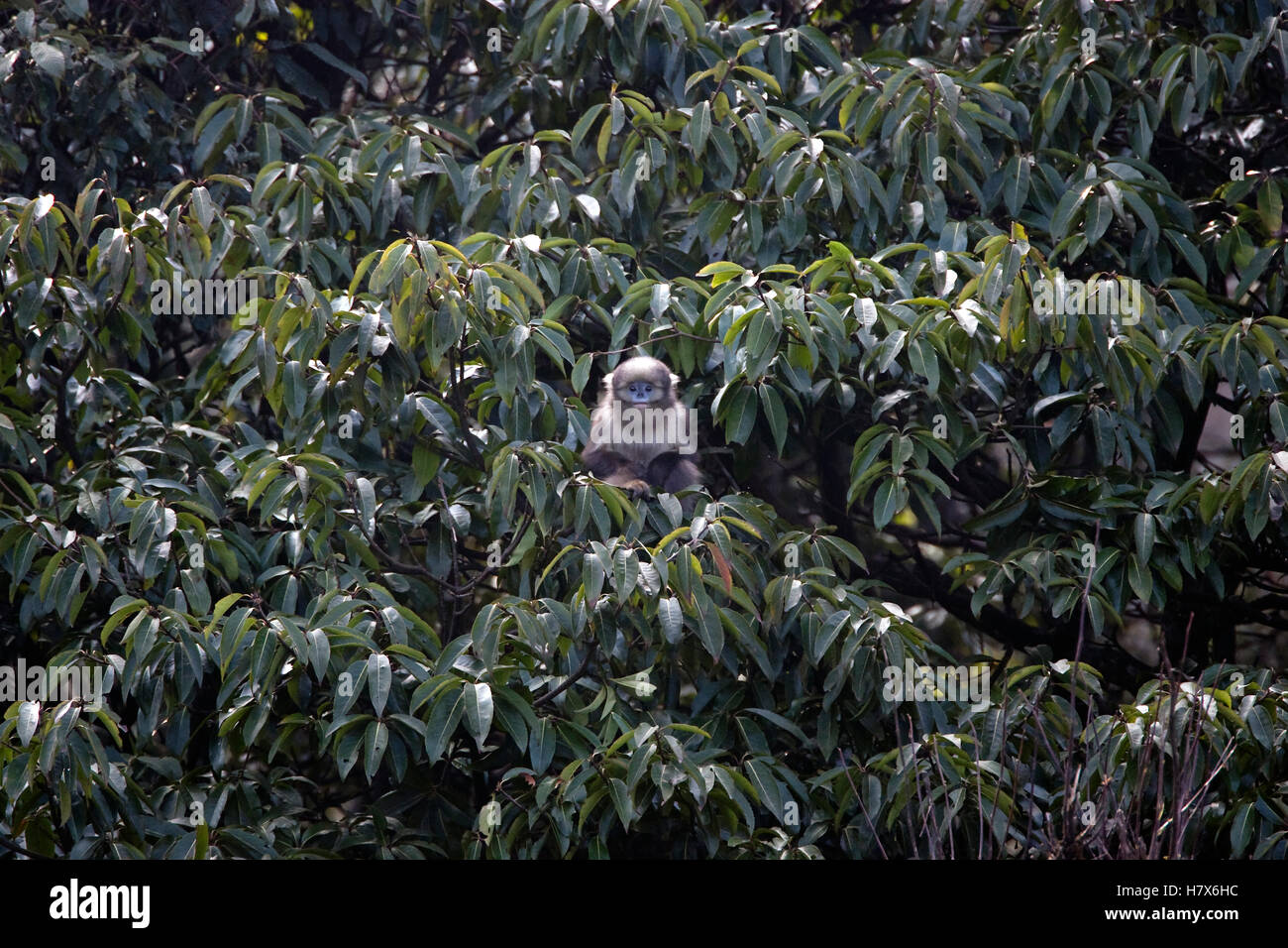 Guizhou Snub-nosed Monkey (Rhinopithecus brelichi) in trees, Fanjing ...