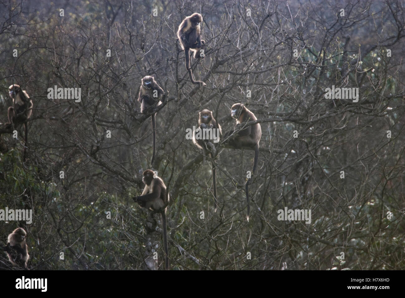 Guizhou Snub-nosed Monkey (Rhinopithecus brelichi) group in tree ...
