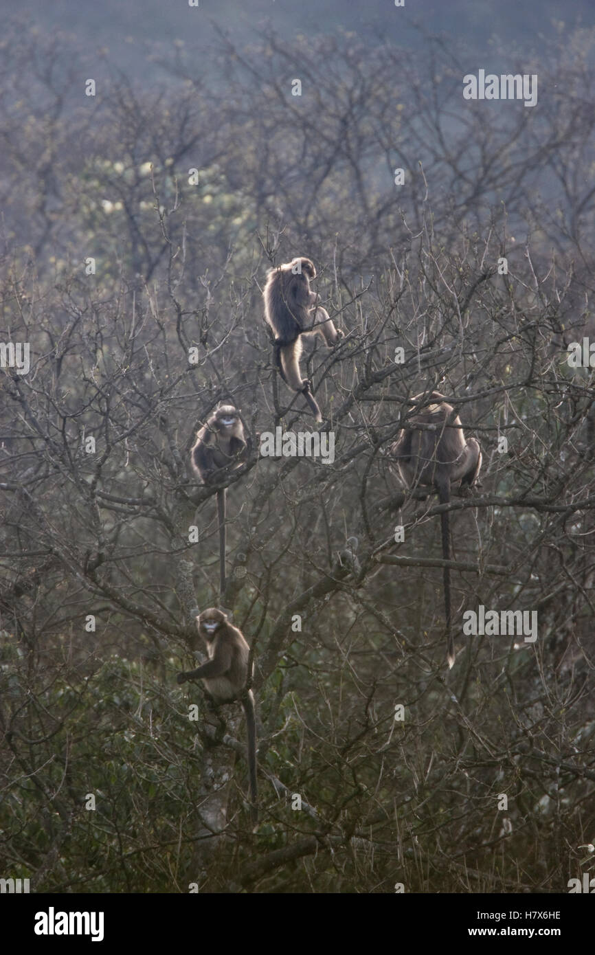 Guizhou Snub-nosed Monkey (Rhinopithecus brelichi) group in tree ...