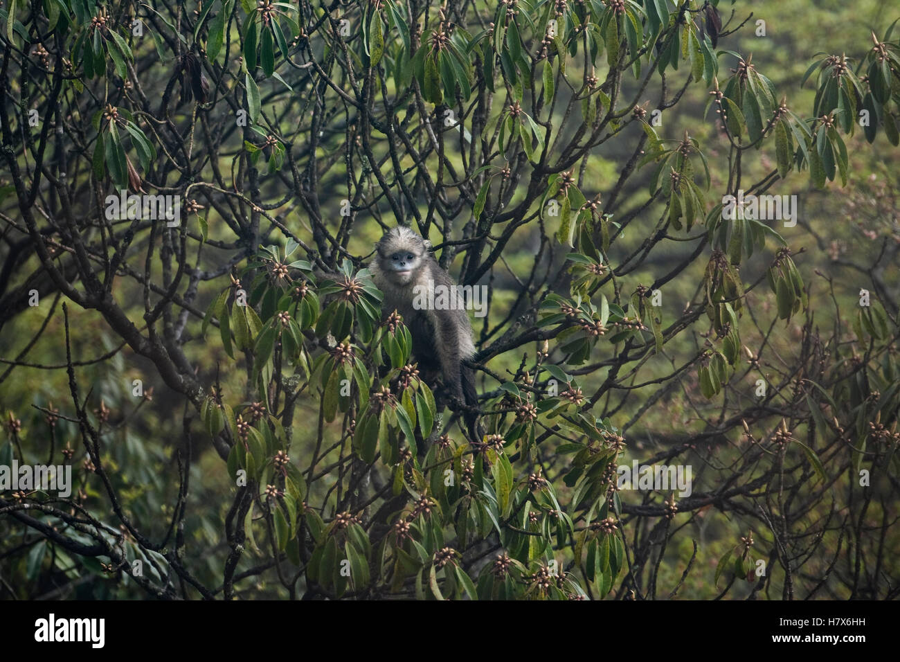Guizhou Snub-nosed Monkey (Rhinopithecus brelichi) in tree, Fanjing ...