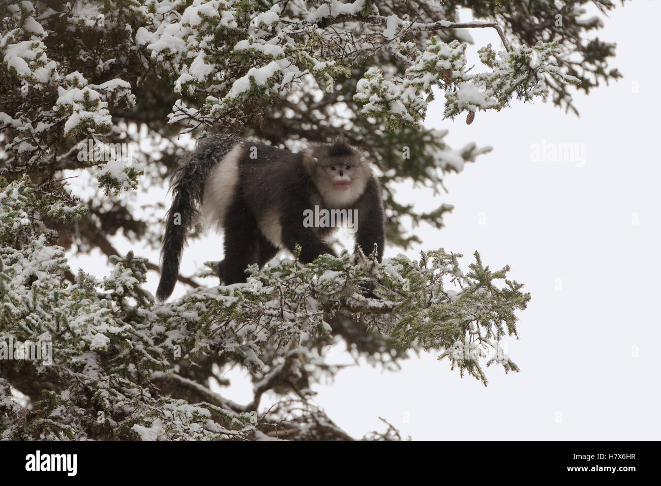Yunnan Snub-nosed Monkey (Rhinopithecus bieti) in trees, Mangkang ...