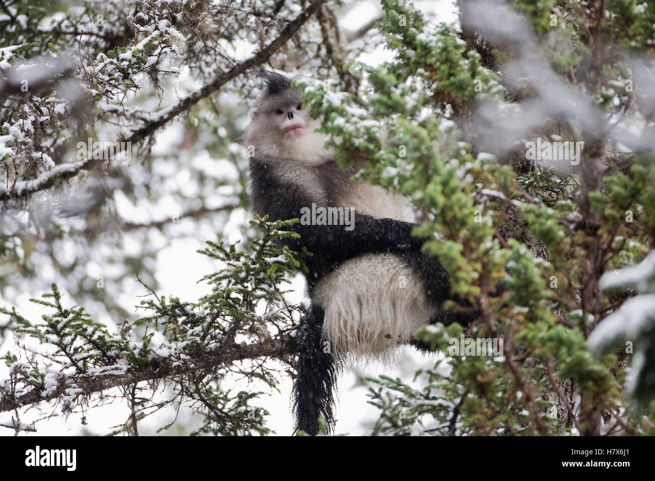 Yunnan Snub-nosed Monkey (Rhinopithecus bieti) male, Mangkang, Tibet ...