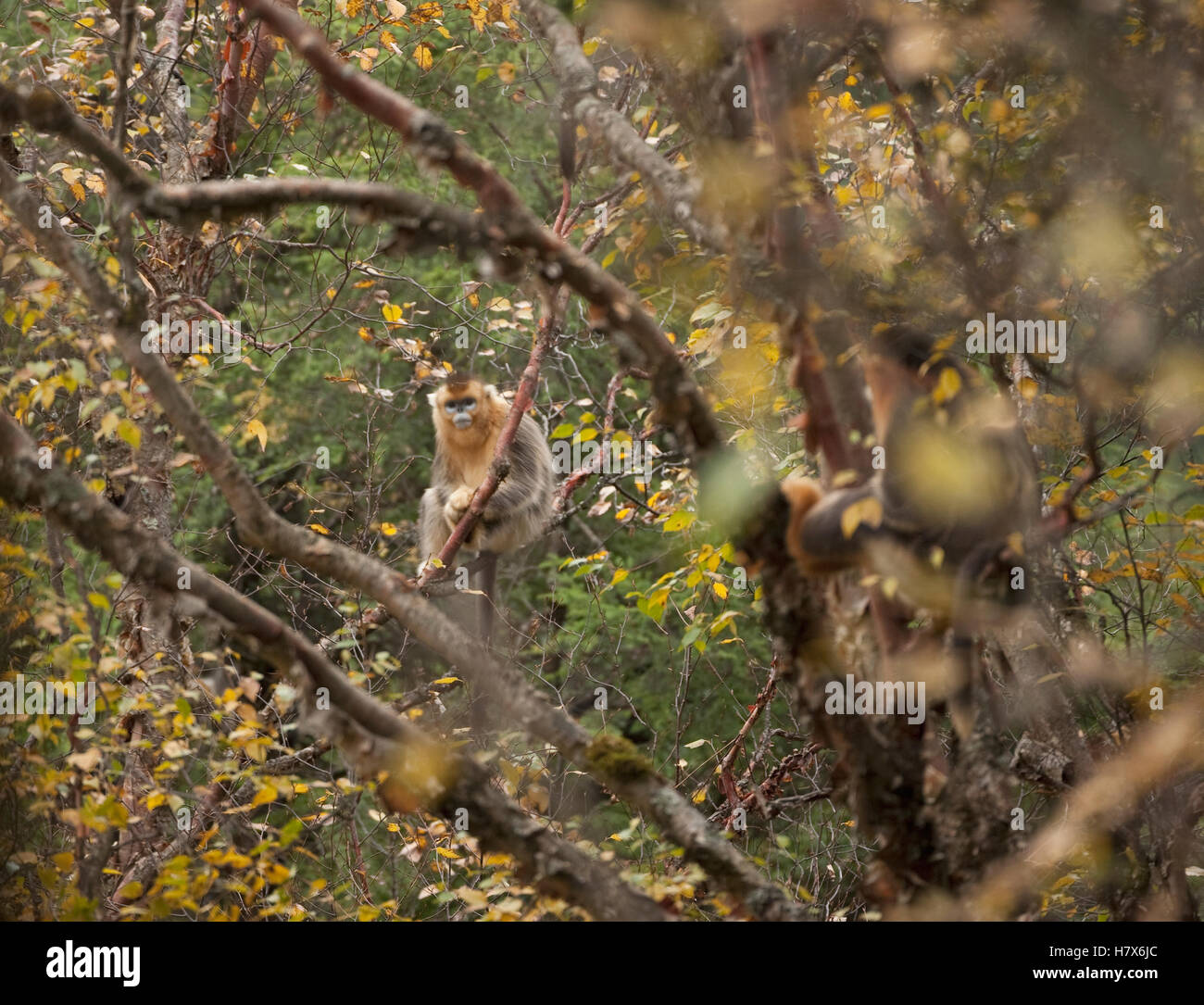 Golden Snub-nosed Monkey (Rhinopithecus roxellana) in tree, China Stock ...