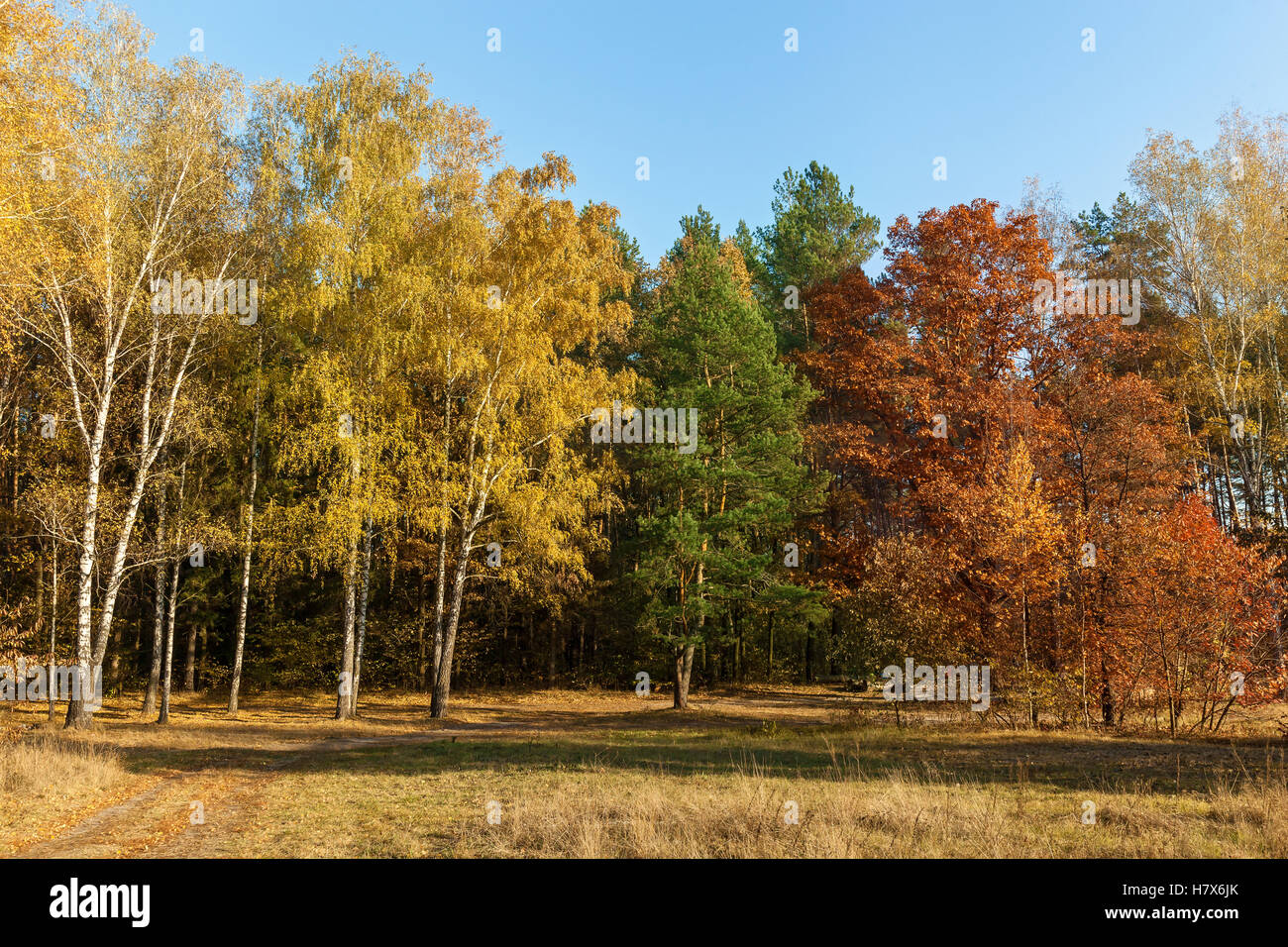 Forest Edge with a lot of trees with different colors at the height of ...