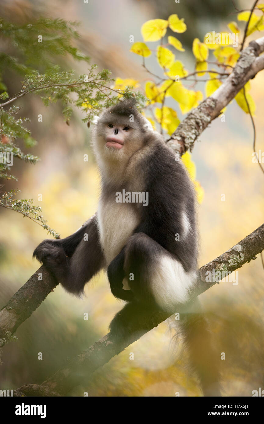 Yunnan Snub-nosed Monkey (Rhinopithecus bieti) in tree, Baima Snow ...