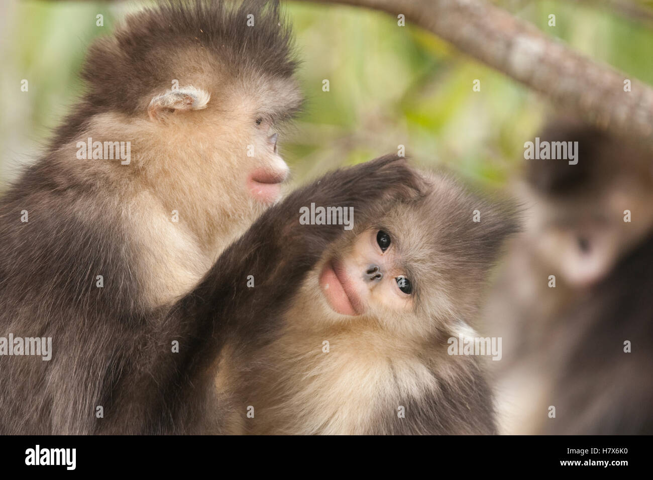 Yunnan Snub-nosed Monkey (Rhinopithecus bieti) pair grooming, Baima ...