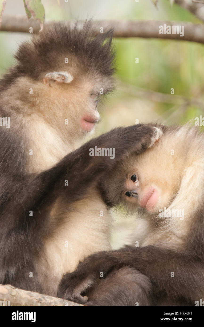 Yunnan Snub-nosed Monkey (Rhinopithecus bieti) pair grooming, Baima ...