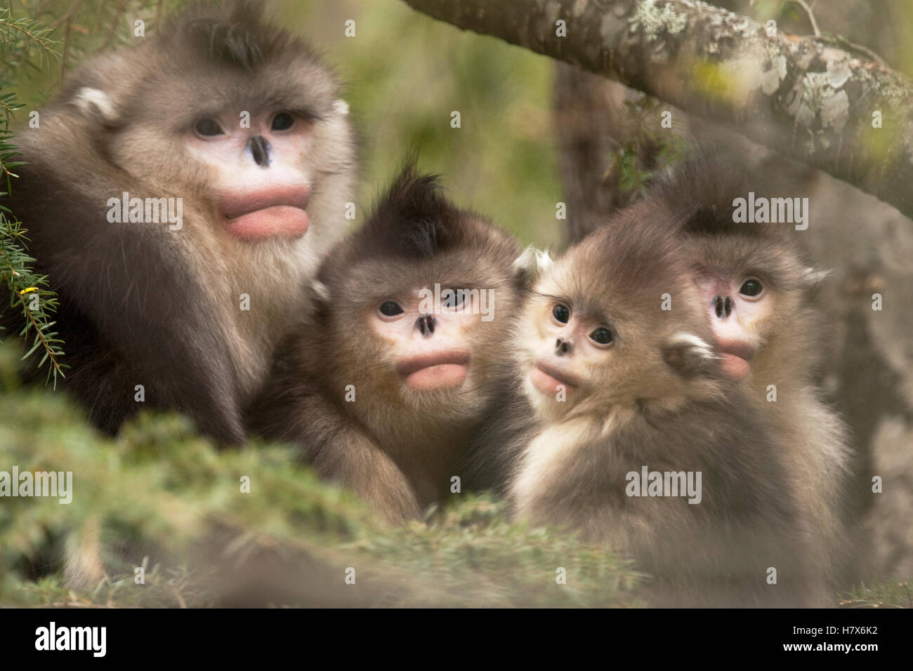 Yunnan Snub-nosed Monkey (Rhinopithecus bieti) family huddling together ...
