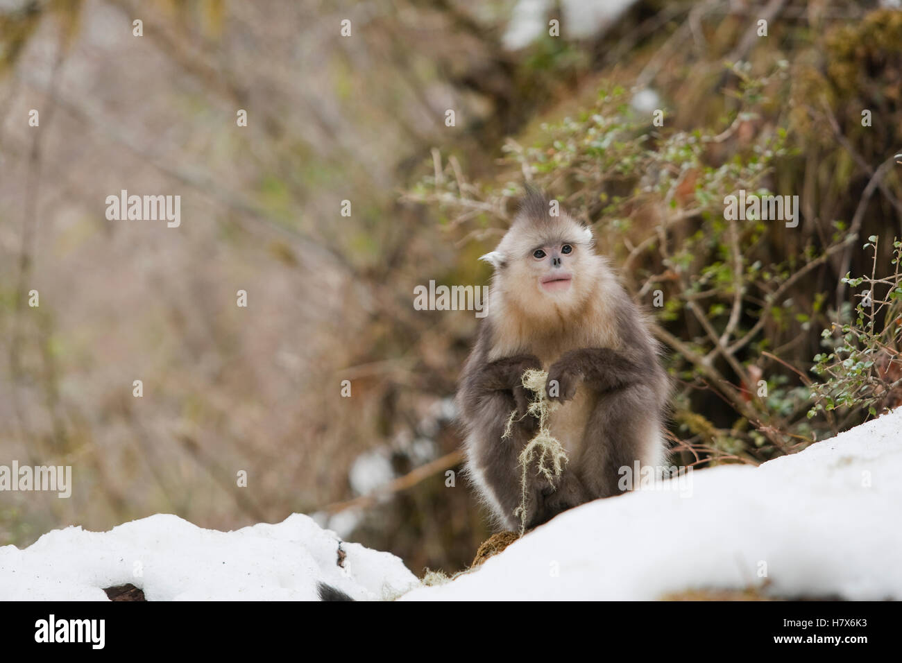 Yunnan Snub-nosed Monkey (Rhinopithecus bieti) holding lichen, Baima ...