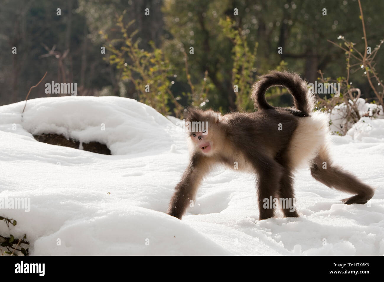 Yunnan Snub-nosed Monkey (Rhinopithecus bieti) walking through snow ...