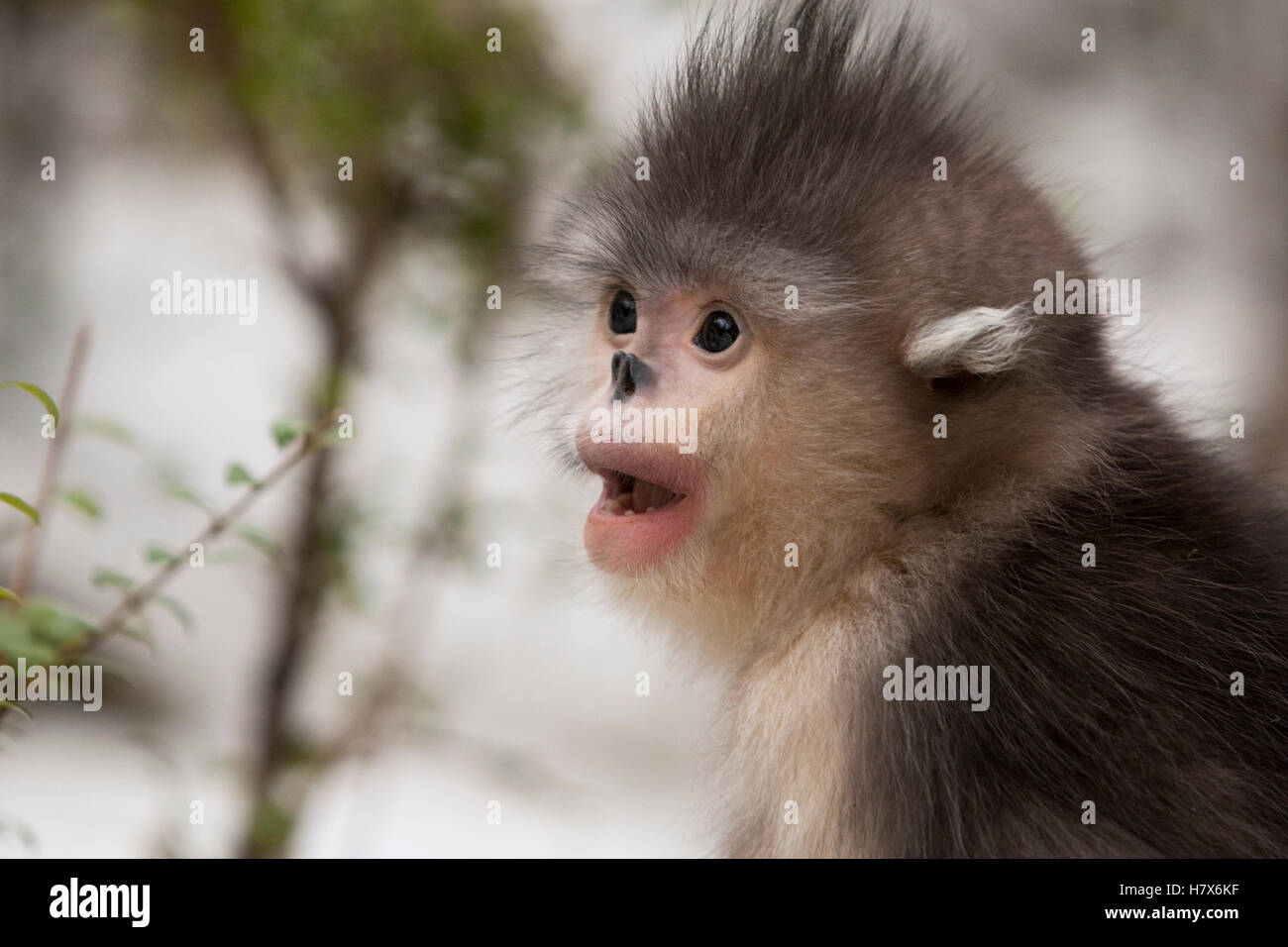 Yunnan Snub-nosed Monkey (Rhinopithecus bieti) young, Baima Snow ...