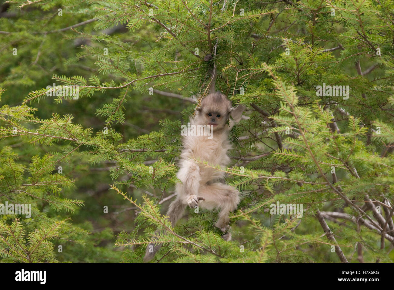 Yunnan Snub-nosed Monkey (Rhinopithecus bieti) baby playing in conifer ...