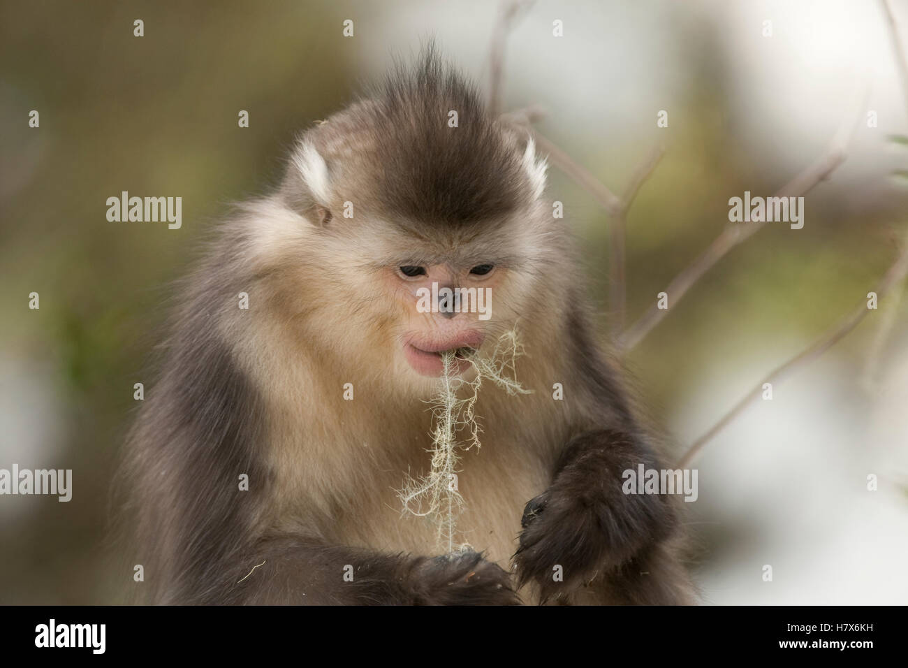 Yunnan Snub-nosed Monkey (Rhinopithecus bieti) feeding on lichen, Baima ...