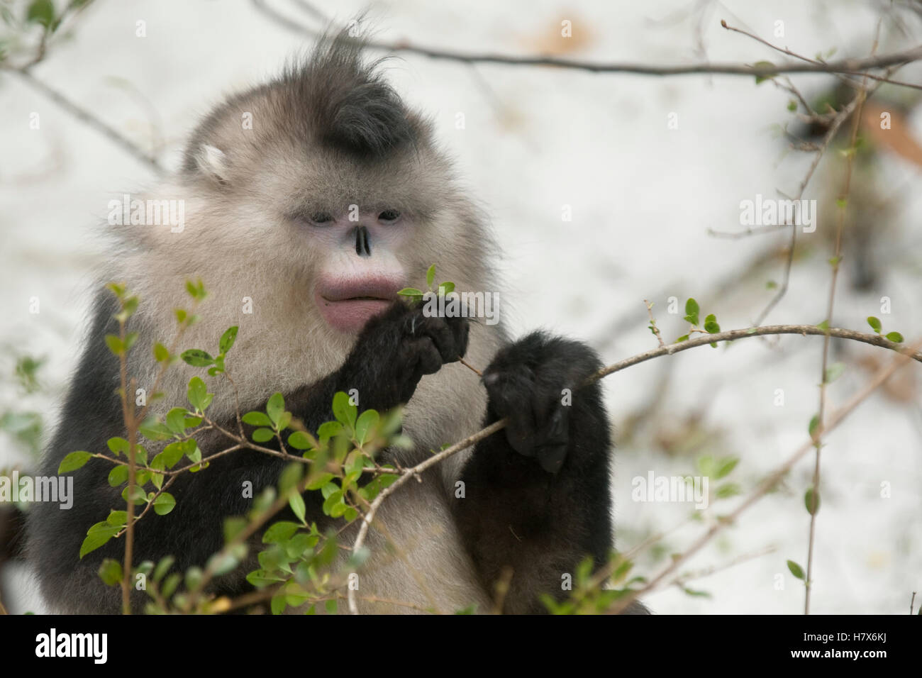 Yunnan Snub-nosed Monkey (Rhinopithecus bieti) picking young leaves to ...